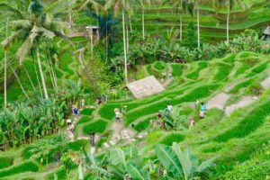 Die schönsten Reisterrassen auf Bali PETERSTRAVEL